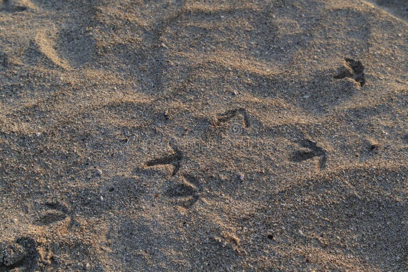 Bird Footprints in the Sand. Birdwatching Stock Photo - Image of birds ...