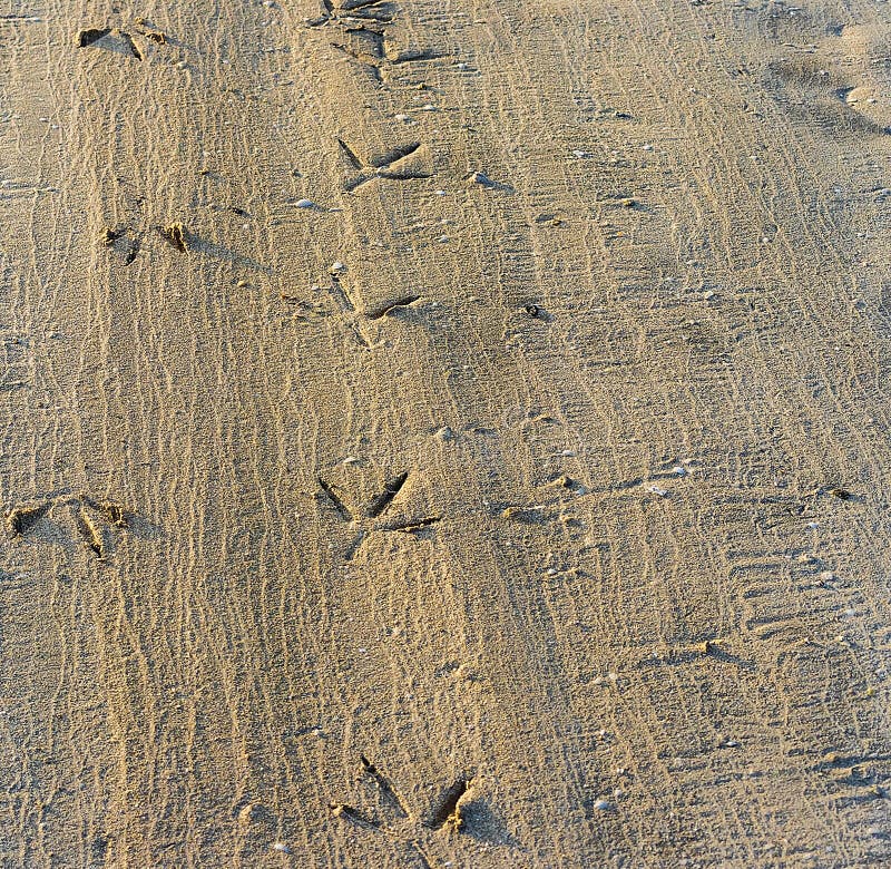 Bird Footprints on Wet Sand. Outdoors Stock Photo - Image of bird ...