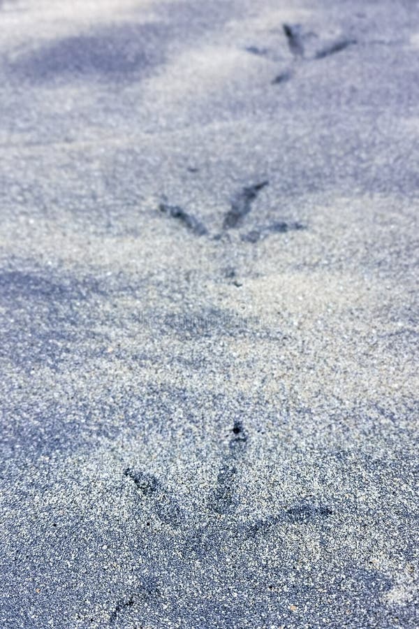 Bird Footsteps on the Beach Stock Photo - Image of recreation, summer ...