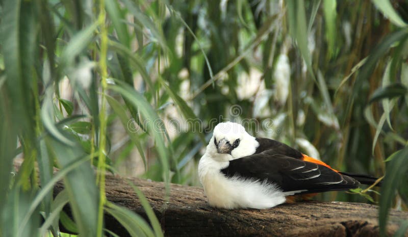 Bird in the forest stock photo. Image of small, wild - 154867274