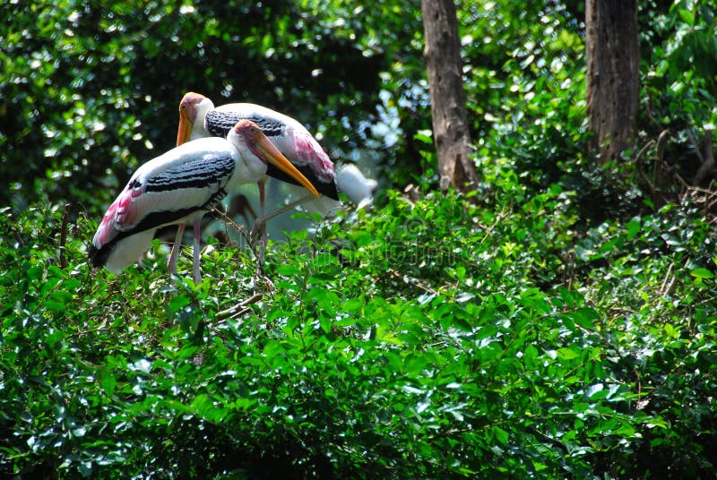 Bird in the forest stock image. Image of egret, hern, heron - 6690223