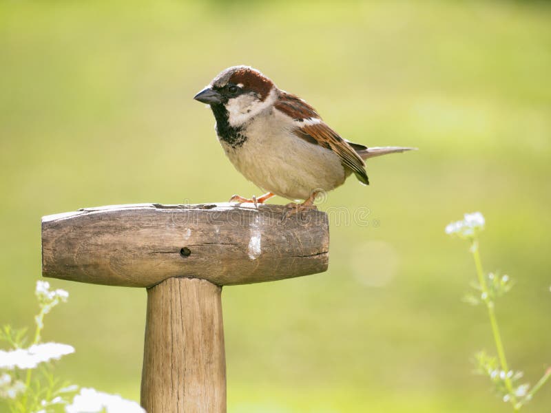 Sporrow Stock Photos - Free & Royalty-Free Stock Photos from Dreamstime