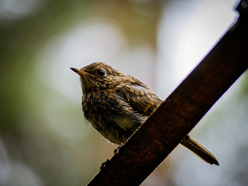 Bird in the Forrest Birds Wald Stock Photo - Image of wood, wald: 279724120