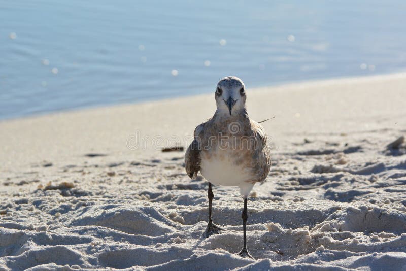 Bird Friend stock image. Image of sunset, sand, friend - 79652625