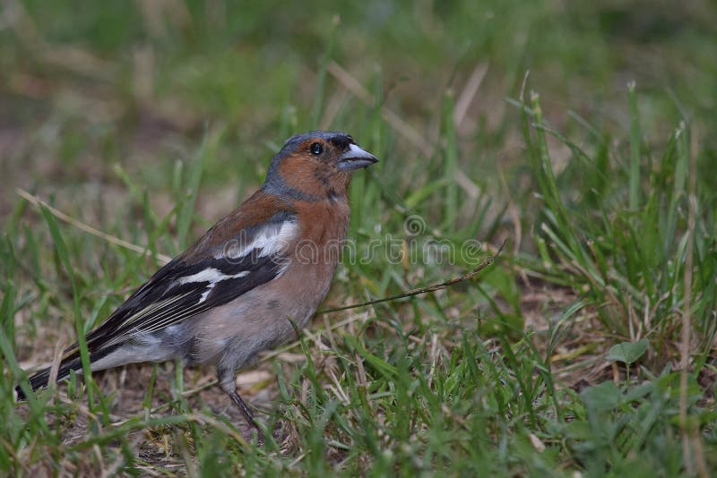 Bird fringilla coelebs stock image. Image of animals - 91552797