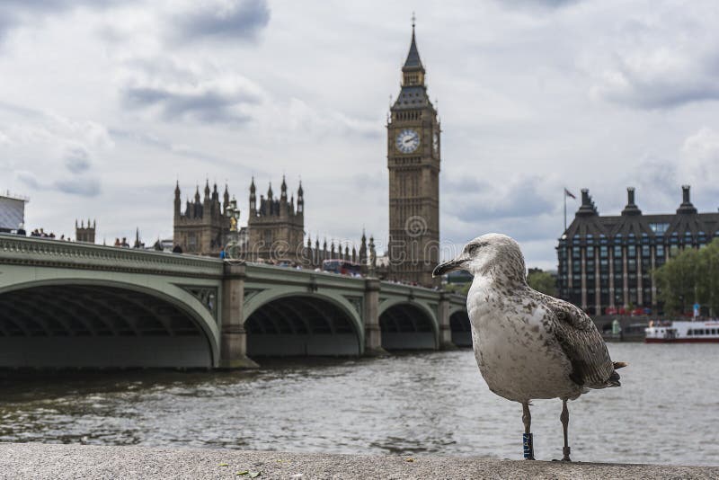 A Bird in Front of Big Ben. Editorial Photo - Image of historic ...
