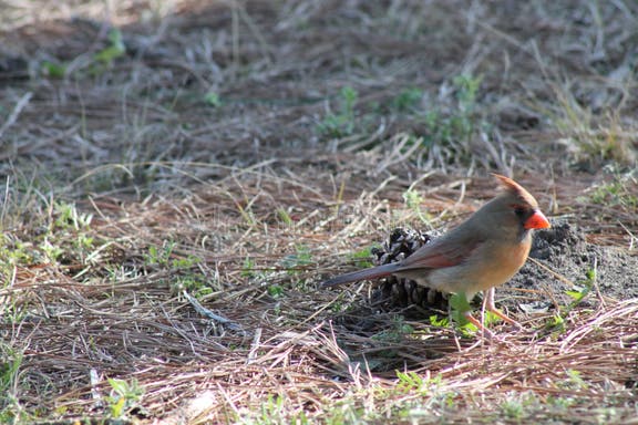 Bird stock photo. Image of pinecone, bird, onarge, front - 44321838
