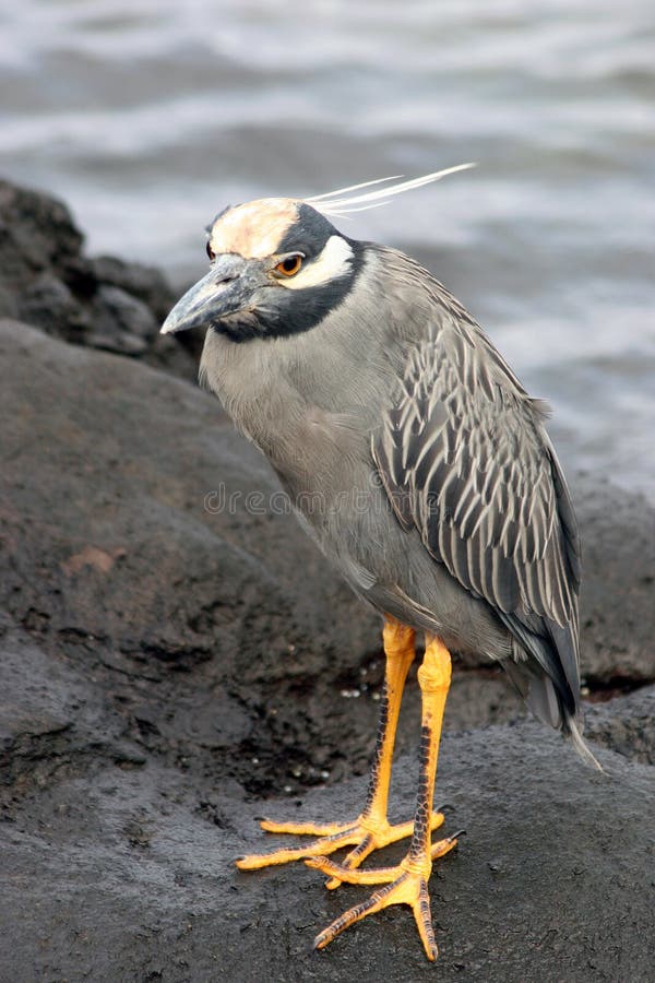 Bird, Galapagos stock image. Image of birds, exploration - 5165473