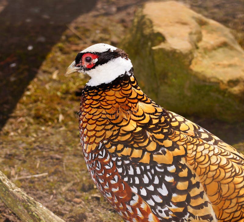 Bird, Galliformes, Pheasant, Fauna Stock Image - Image of pheasant ...