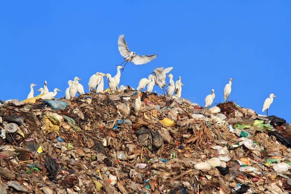 Bird on garbage stock photo. Image of chaos, environment - 25383922