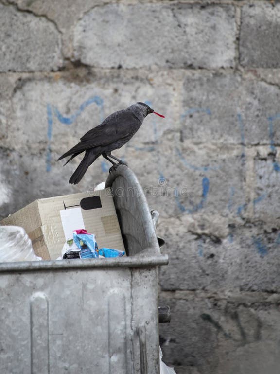 Bird on garbage dump stock photo. Image of dump, refuse - 20773866