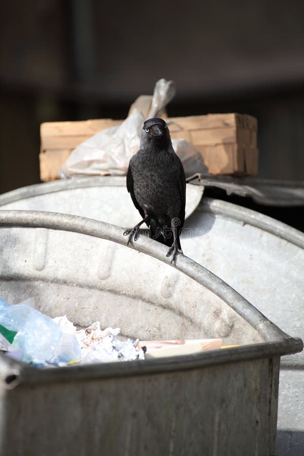 Bird on garbage dump stock image. Image of ecology, dirty - 21799985
