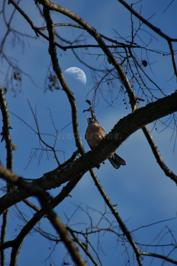 Bird Gazing at the moon stock image. Image of spring - 207498591
