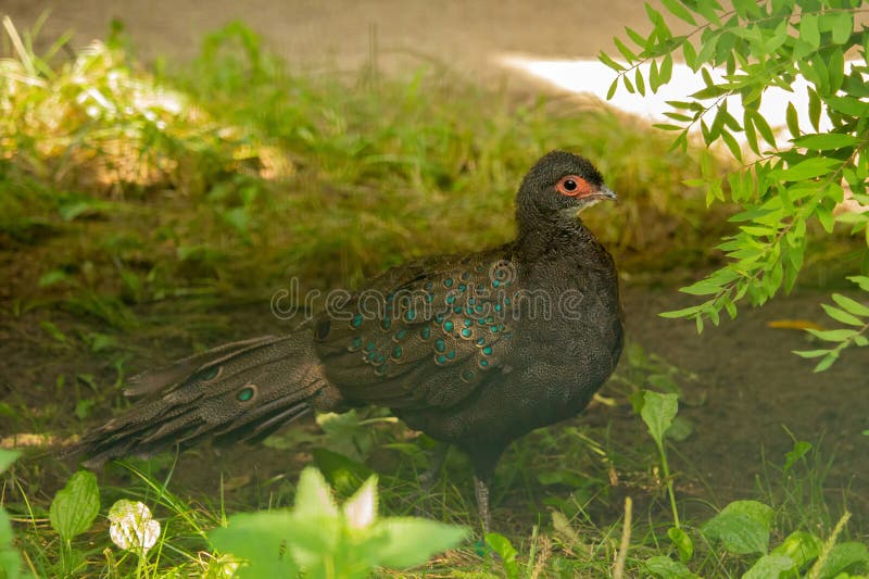 A Bird (Germains Peacock-pheasant) Stock Image - Image of ornithology ...