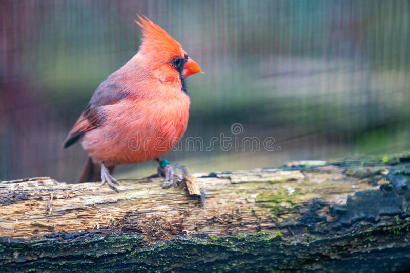 Bird in a German aviary stock image. Image of black - 241362769