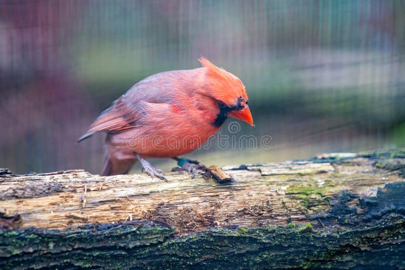 Bird in a German aviary stock photo. Image of wild, bird - 241362742