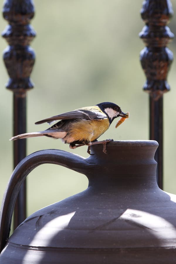 Bird taking a warm stock photo. Image of antler, little - 100796538
