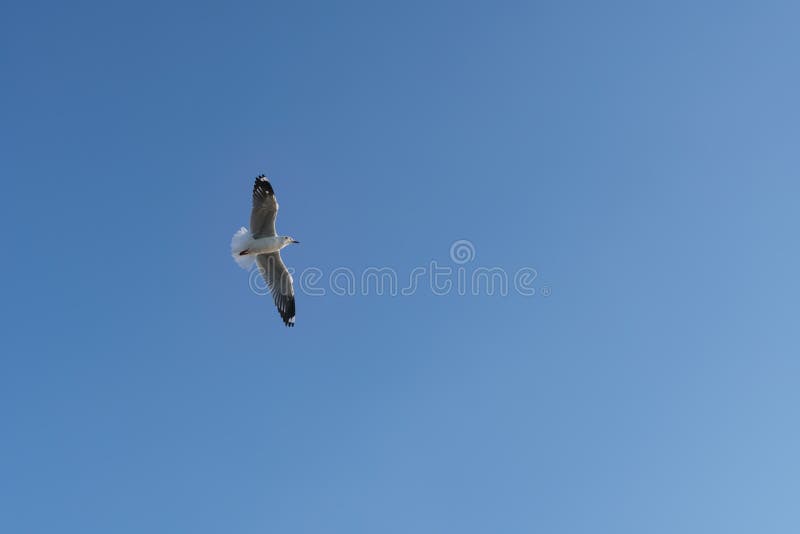 Bird gliding on clear sky stock photo. Image of animal - 89915846