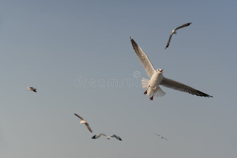 Bird Gliding on Clear Sky at Sunset Stock Photo - Image of travel ...