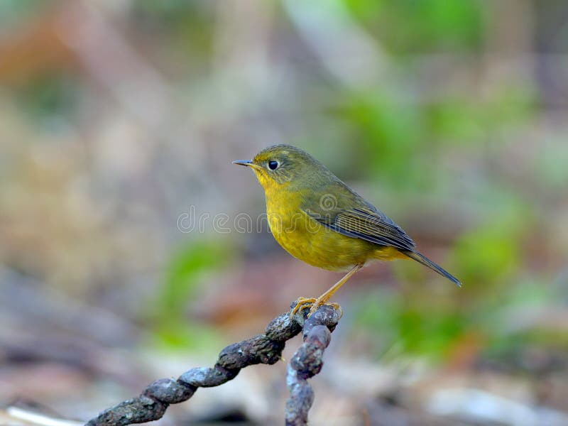 Bird (Golden Bush-Robin) , Thailand Stock Photo - Image of thailand ...