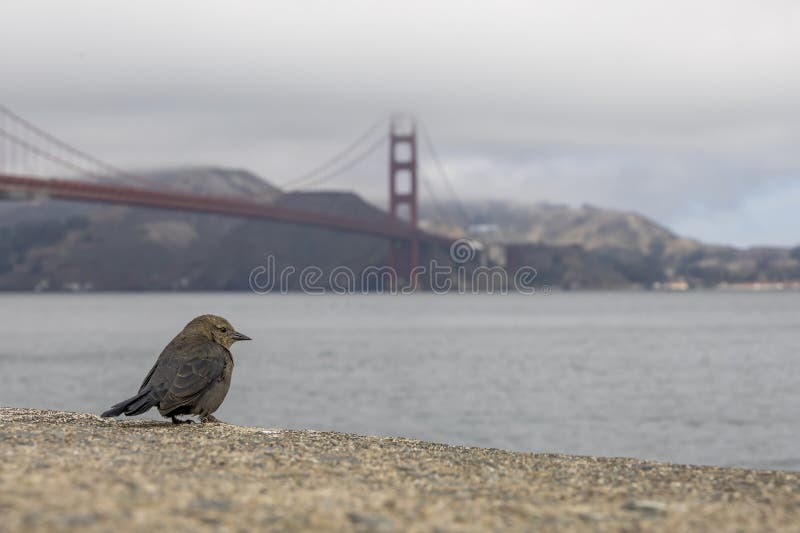 Bird by Golden Gate Bridge stock image. Image of engineering - 340030399