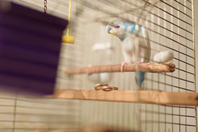 Bird and Golden Rings stock image. Image of celebration - 47506127