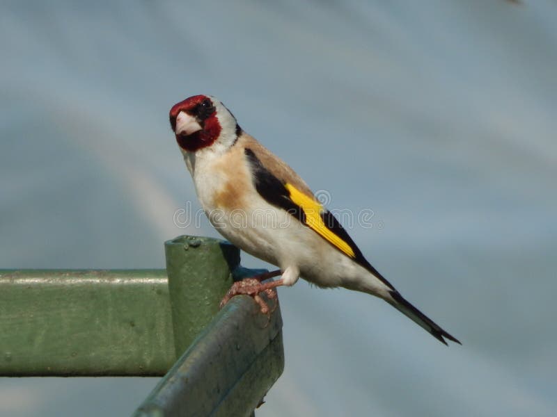 Bird goldfinch in the wild stock photo. Image of colorful - 87281434