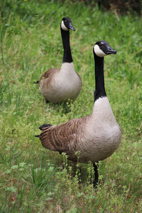 Bird, Goose, Water Bird, Fauna Stock Photo - Image of bird, fowl: 116733344
