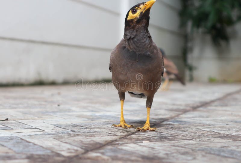 Bird , Gracula Religiosa or Myna Stock Image - Image of myna, animal ...