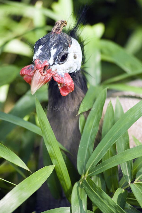 Bird in grass stock photo. Image of park, bird, meadow - 10986724