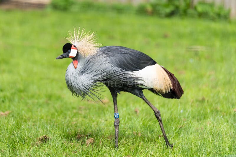 Bird on the grass stock image. Image of feather, beautiful - 104961685