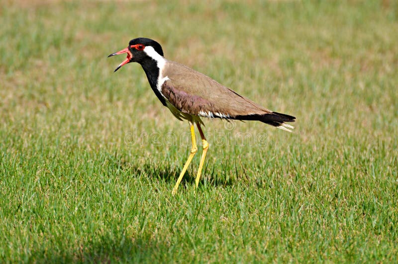 Bird on a grass stock image. Image of hand, green, feathers - 36394289