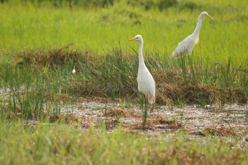 Bird on grass field stock photo. Image of bird, natural - 180918856