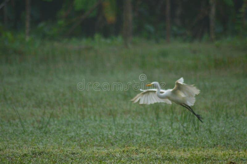 Bird on grass field stock image. Image of prairie, grass - 203339805