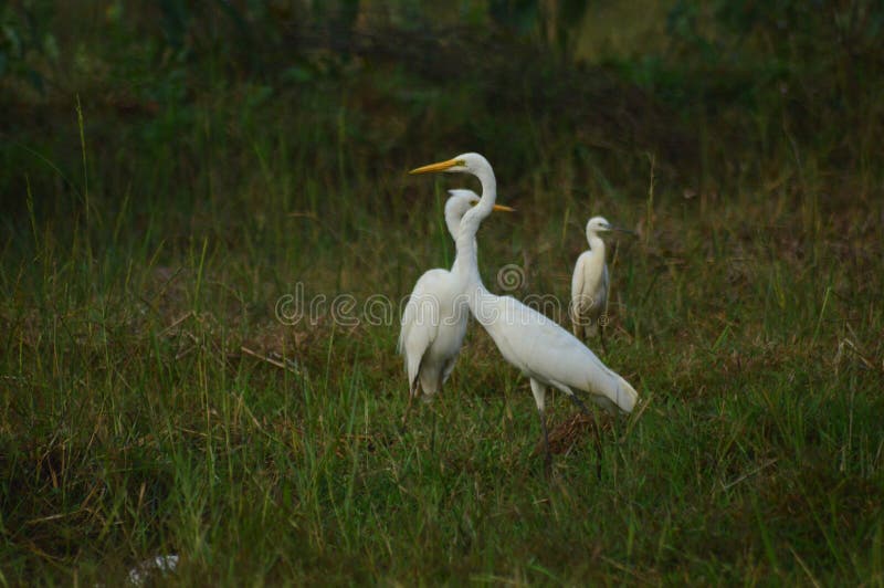Bird on Grass Hunting Time for Food Stock Photo - Image of hunting ...