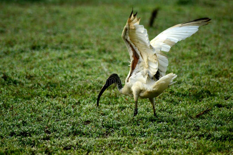 Bird on grass landed stock image. Image of shorebird - 203340221