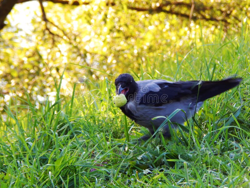Bird on the Grass. Grass. Sun. Bird. Crow with Apple Stock Image ...