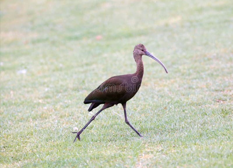Bird on the Grass Walking with Long Beak Stock Photo - Image of nature ...