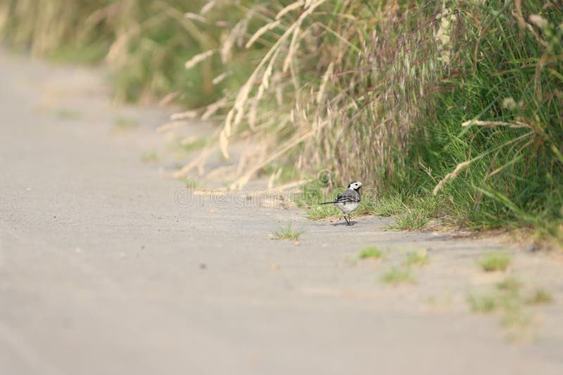 Bird on the Grassy Edge of a Road Stock Image - Image of outdoor ...
