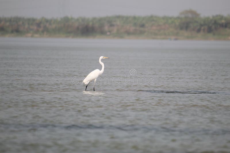 Bird Great Egret in Wetlands Stock Photo - Image of egret, wildlife ...