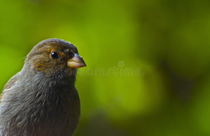 Bird stock image. Image of eyes, flying, feather, staring - 50703273