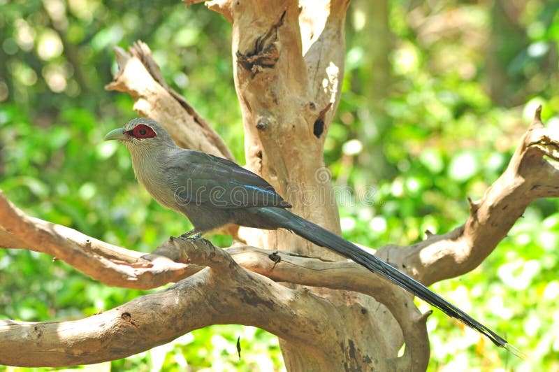 Green-billed Malkoha at Mahananda Stock Image - Image of avian ...