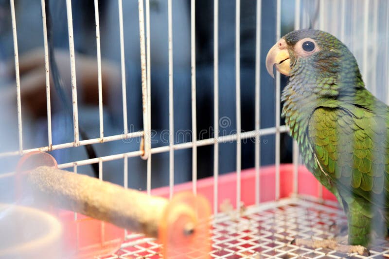Bird stock photo. Image of fence, parrot, small, cage - 196508706