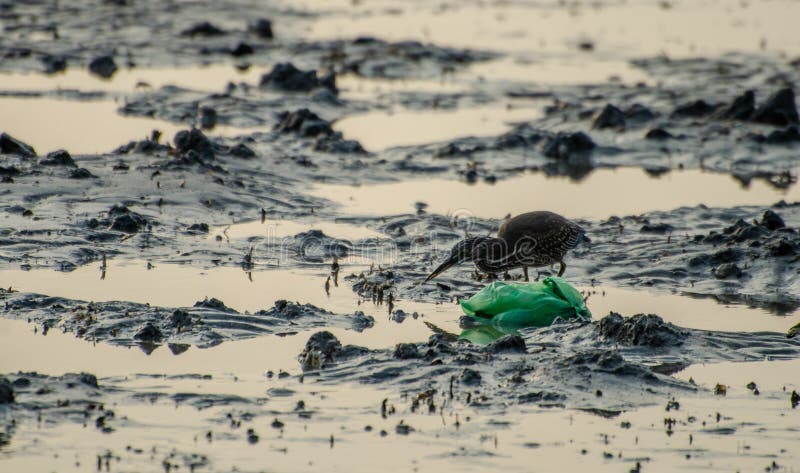 Bird with green plastic stock image. Image of plastic - 178757767