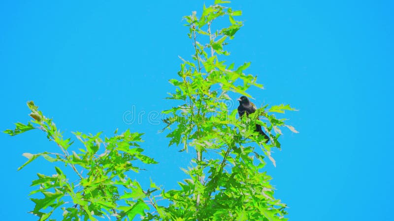 Bird on a Green Tree Branch Stock Video - Video of branch, garden ...