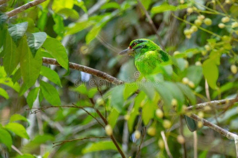 Bird stock image. Image of green, bird, food, tree - 116932119