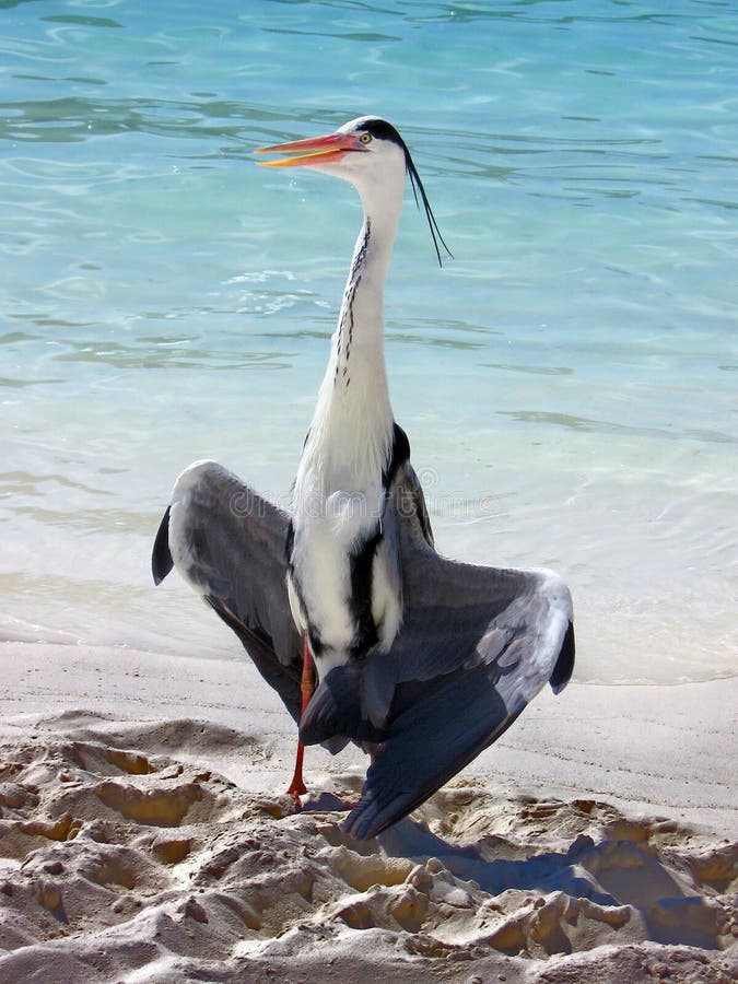 Bird : Grey Heron stock image. Image of maldives, ardea - 4857863