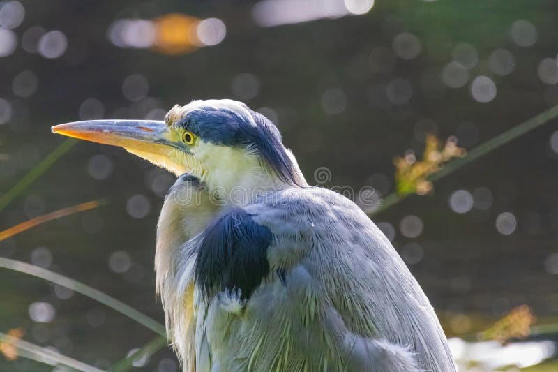 A Bird Grey Heron with a Long Beak is Standing in a Field of Grass ...