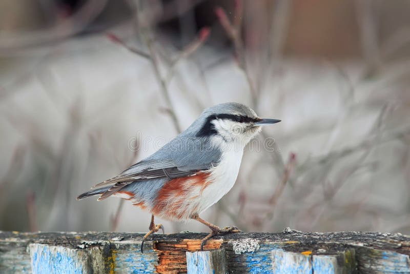 Bird grey nuthatch stands stock image. Image of beautiful - 69311151