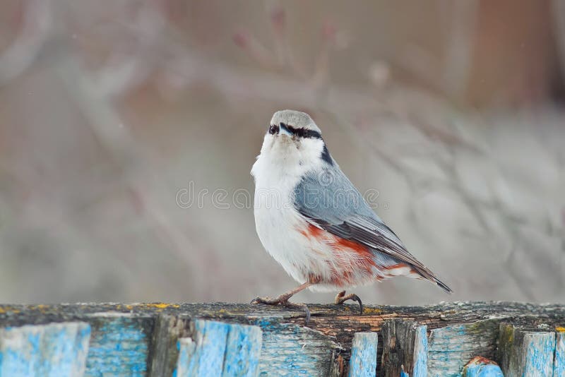 Bird grey nuthatch stands stock photo. Image of park - 69311168